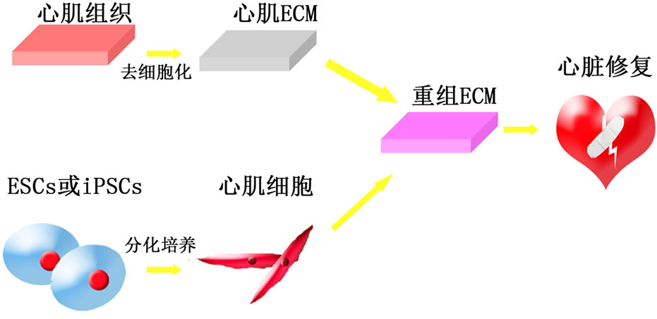 心肌ECM研究进展：心肌ECM的获取、评价、和改造 Progress on Cardiac Extracellular Matrix (ECM ...