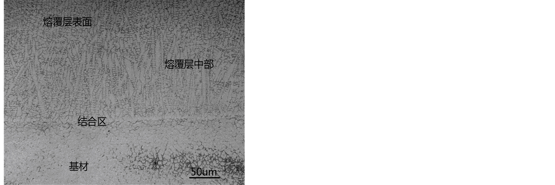 Y 2 O 3 对半钢轧辊激光熔覆层的影响 Influence of Y 2 O 3 on the Laser Cladding Layer ...